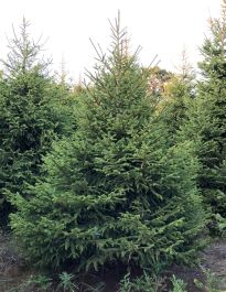 7ft Norway Spruce (Traditional tree)