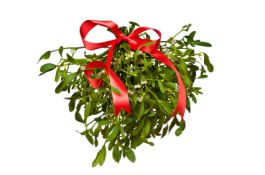 Large Bunch of Mistletoe